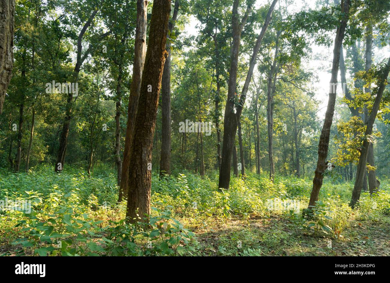Kanha National Park jungle showing the dense forest trees early morning ...