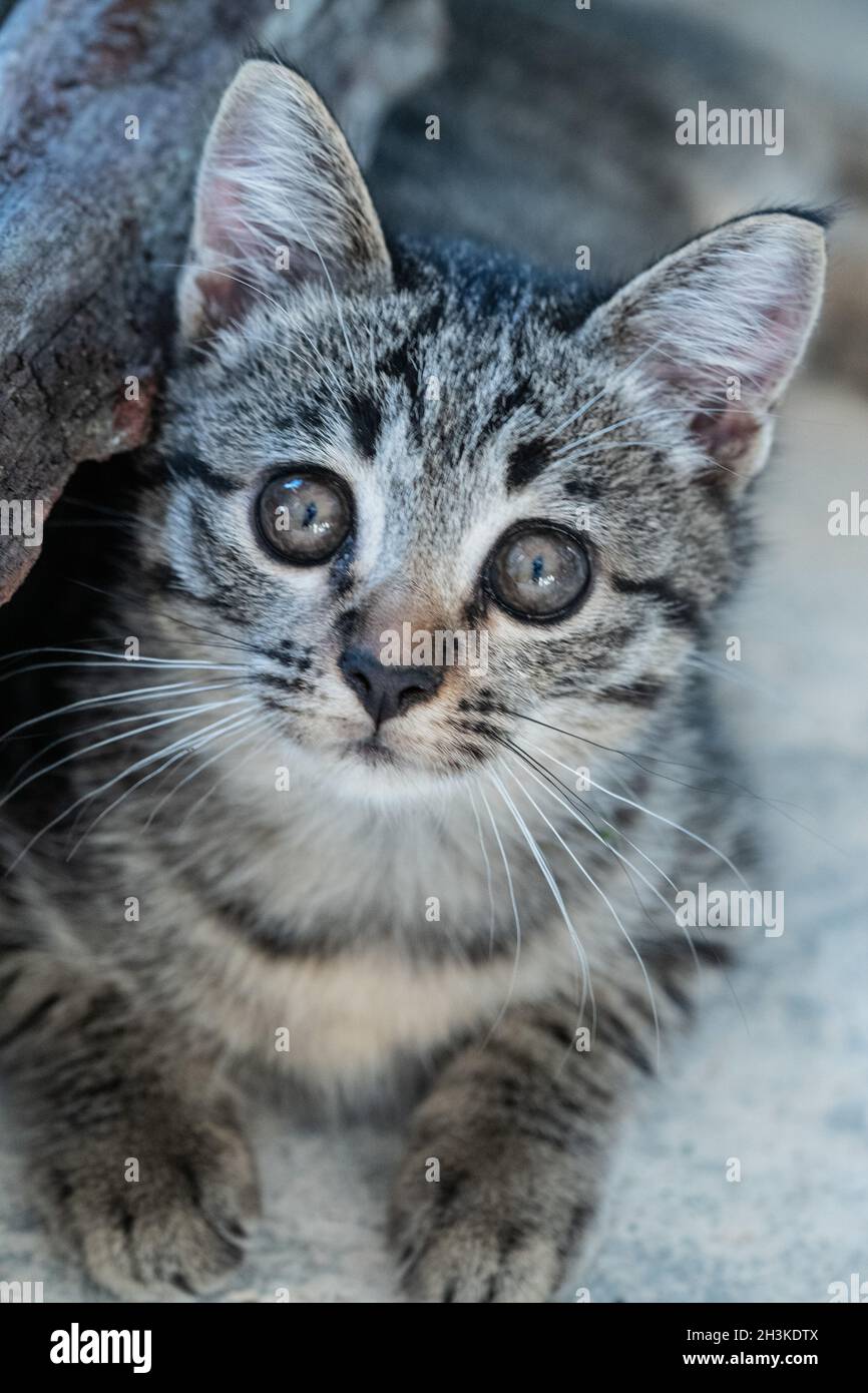 Grey fluffy funny little kitten hi-res stock photography and images - Alamy