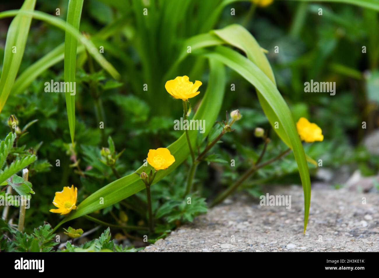 creeping buttercups flowering in summer Stock Photo - Alamy