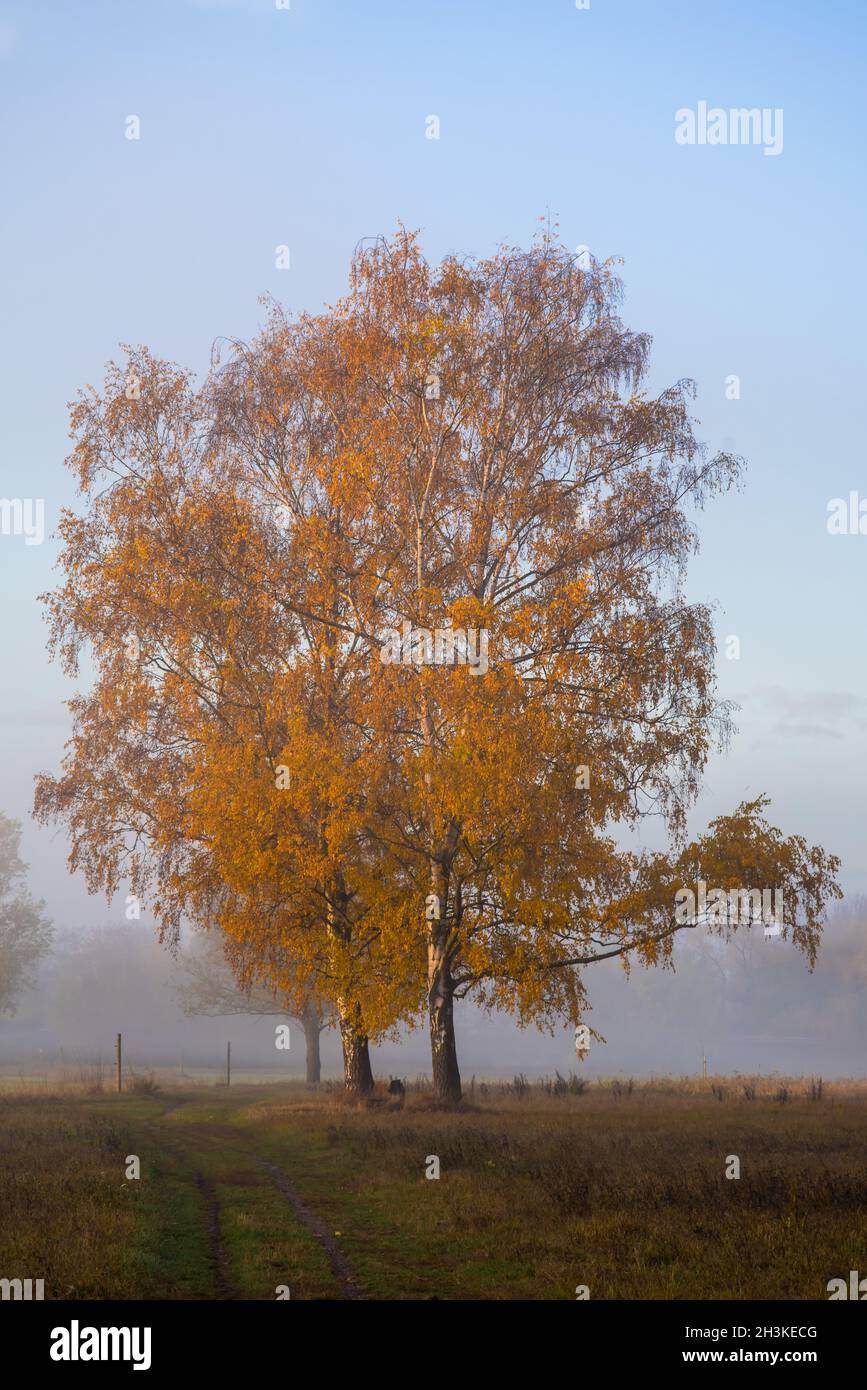 Yello sky hi-res stock photography and images - Alamy
