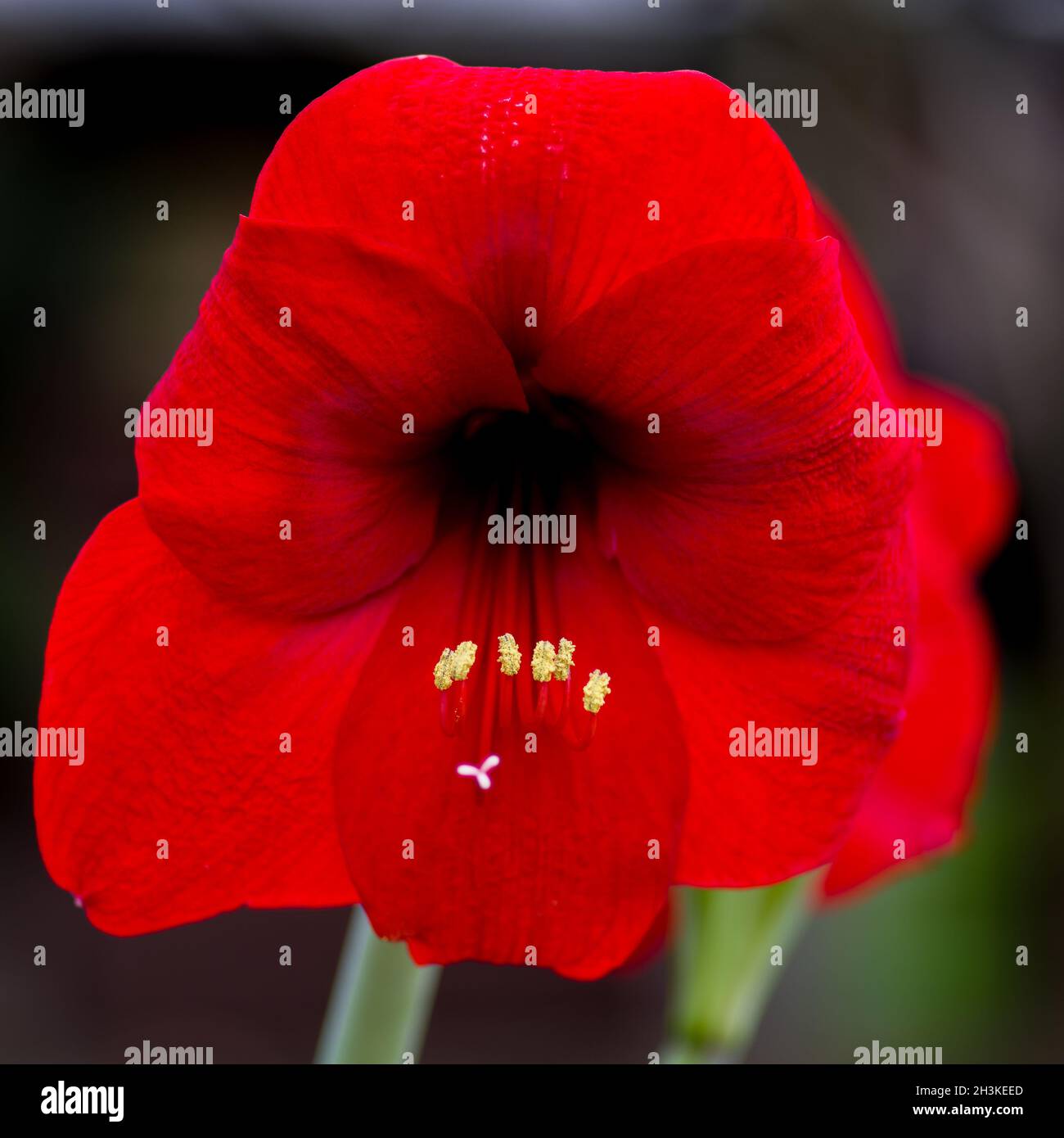 Flower in red Stock Photo - Alamy