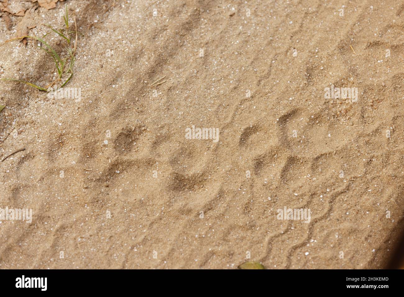 Tiger foot marks used to locate tiger in Kanha National Park, Madhya ...