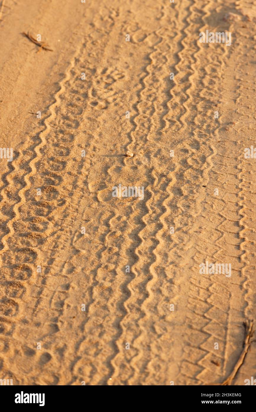 Tiger foot marks used to locate tiger in Kanha National Park, Madhya ...