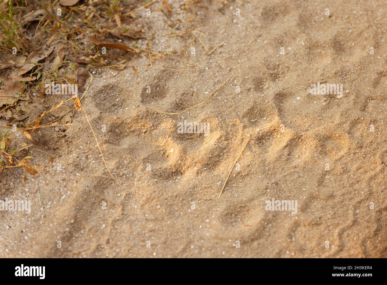 Tiger foot marks used to locate tiger in Kanha National Park, Madhya ...