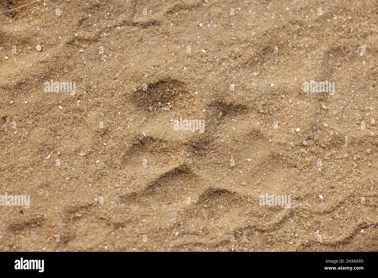 Tiger foot marks used to locate tiger in Kanha National Park, Madhya ...