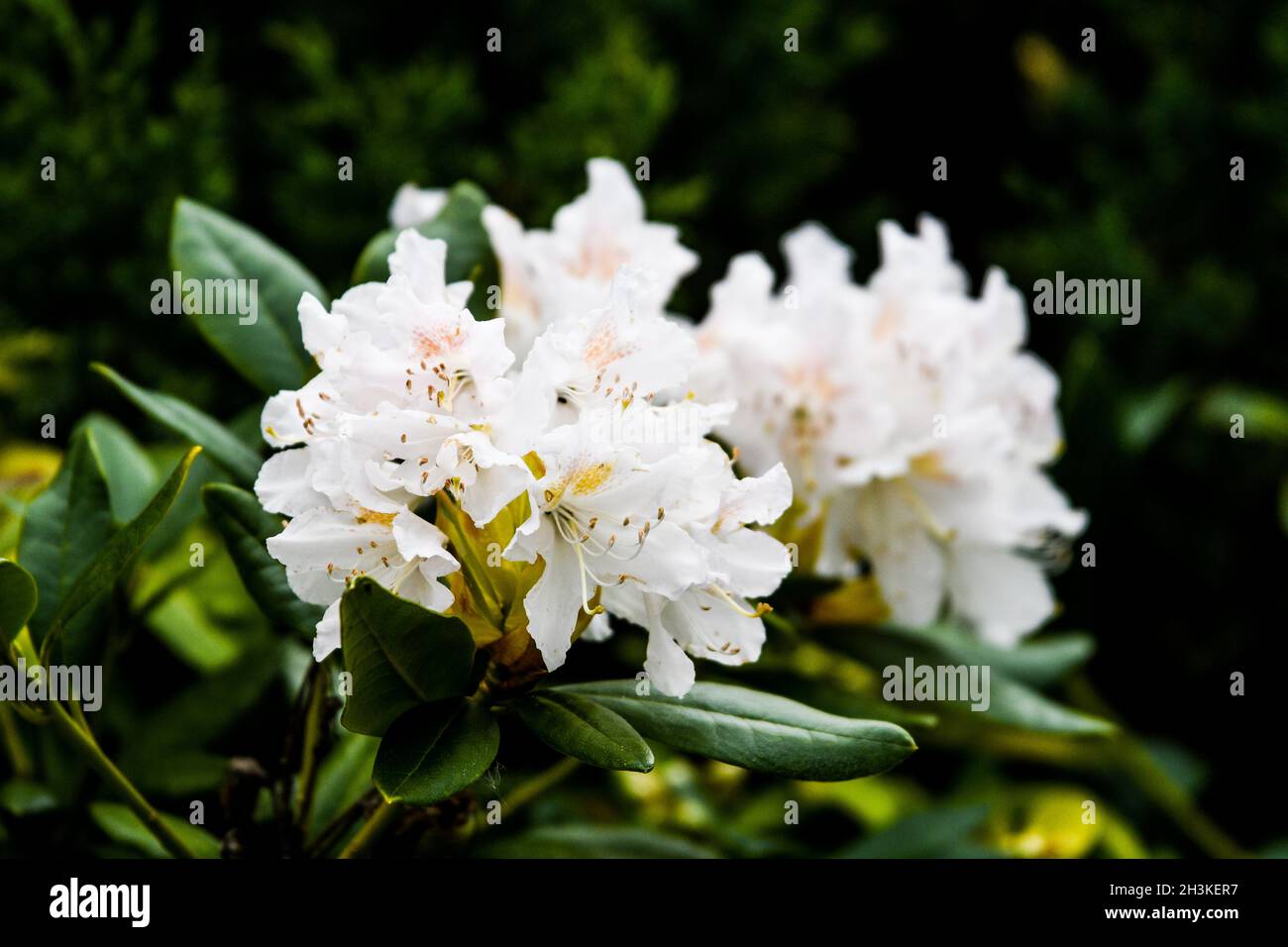 rhododendron bush in flower Stock Photo - Alamy