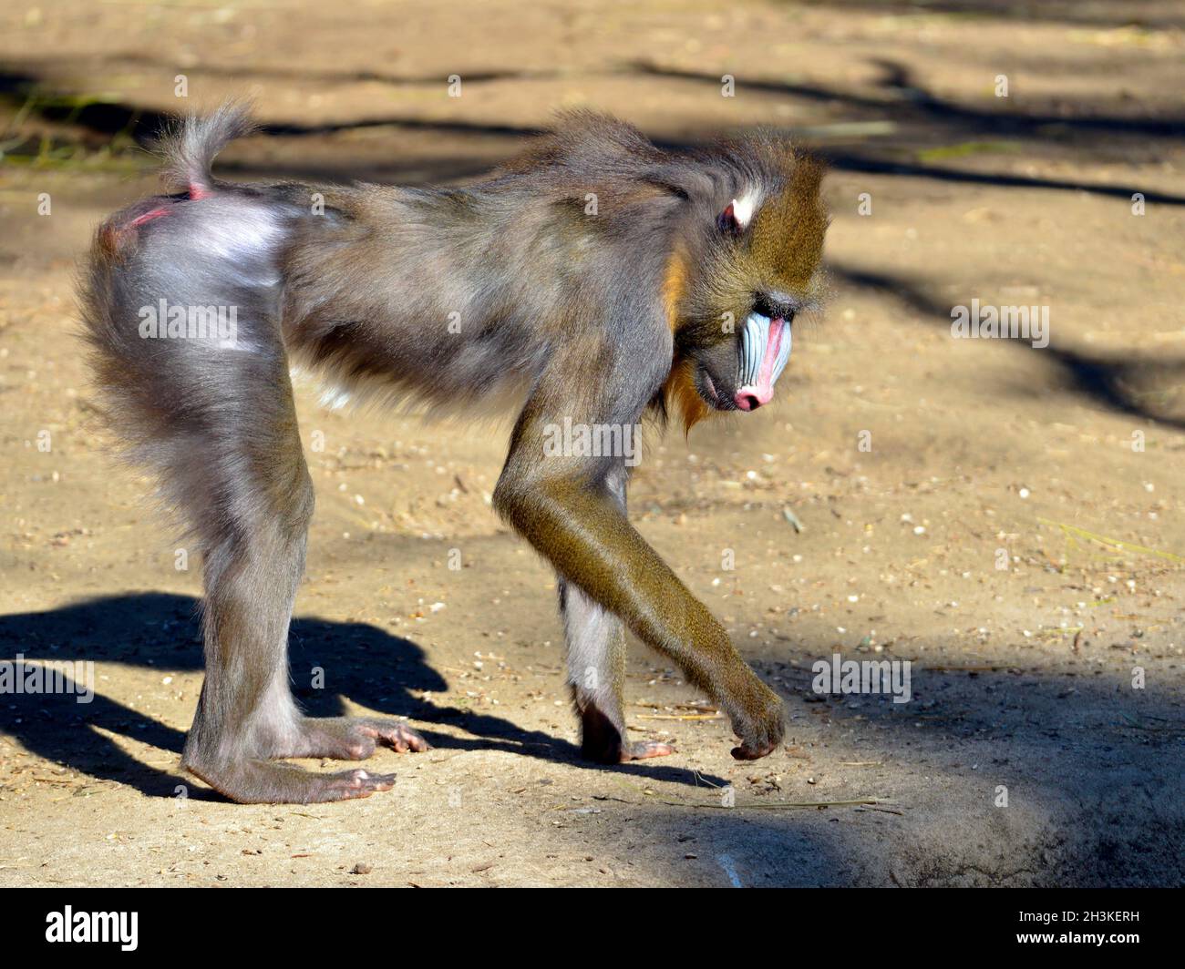 Mandrill (Mandrillus sphinx) standing on ground and seen from profile ...