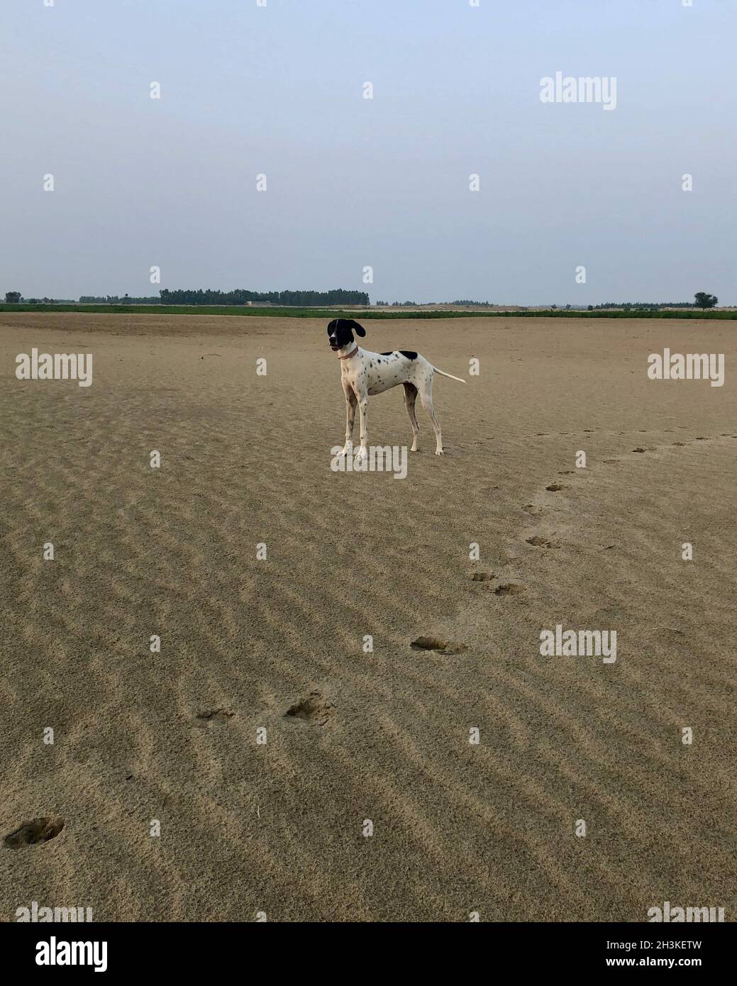 Cute pointer dog walking on a beach Stock Photo - Alamy