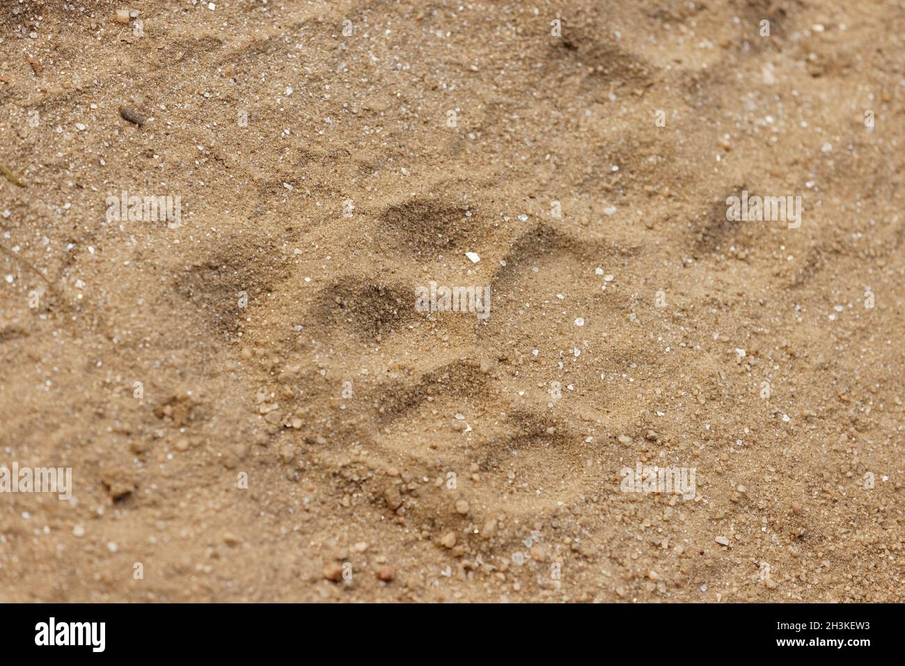 Tiger foot marks used to locate tiger in Kanha National Park, Madhya ...