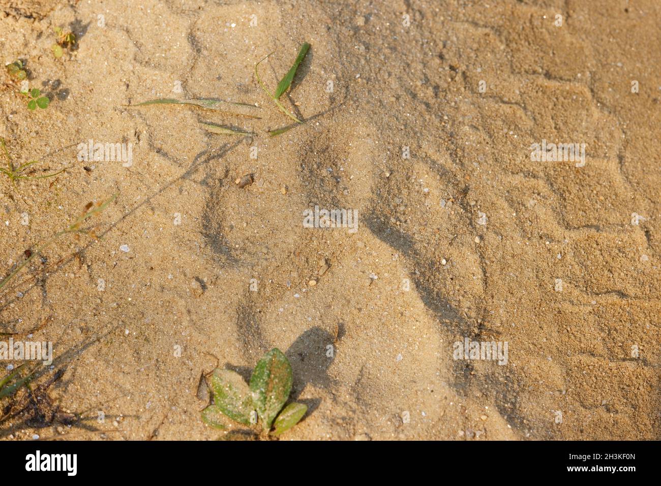 Tiger foot marks used to locate tiger in Kanha National Park, Madhya ...