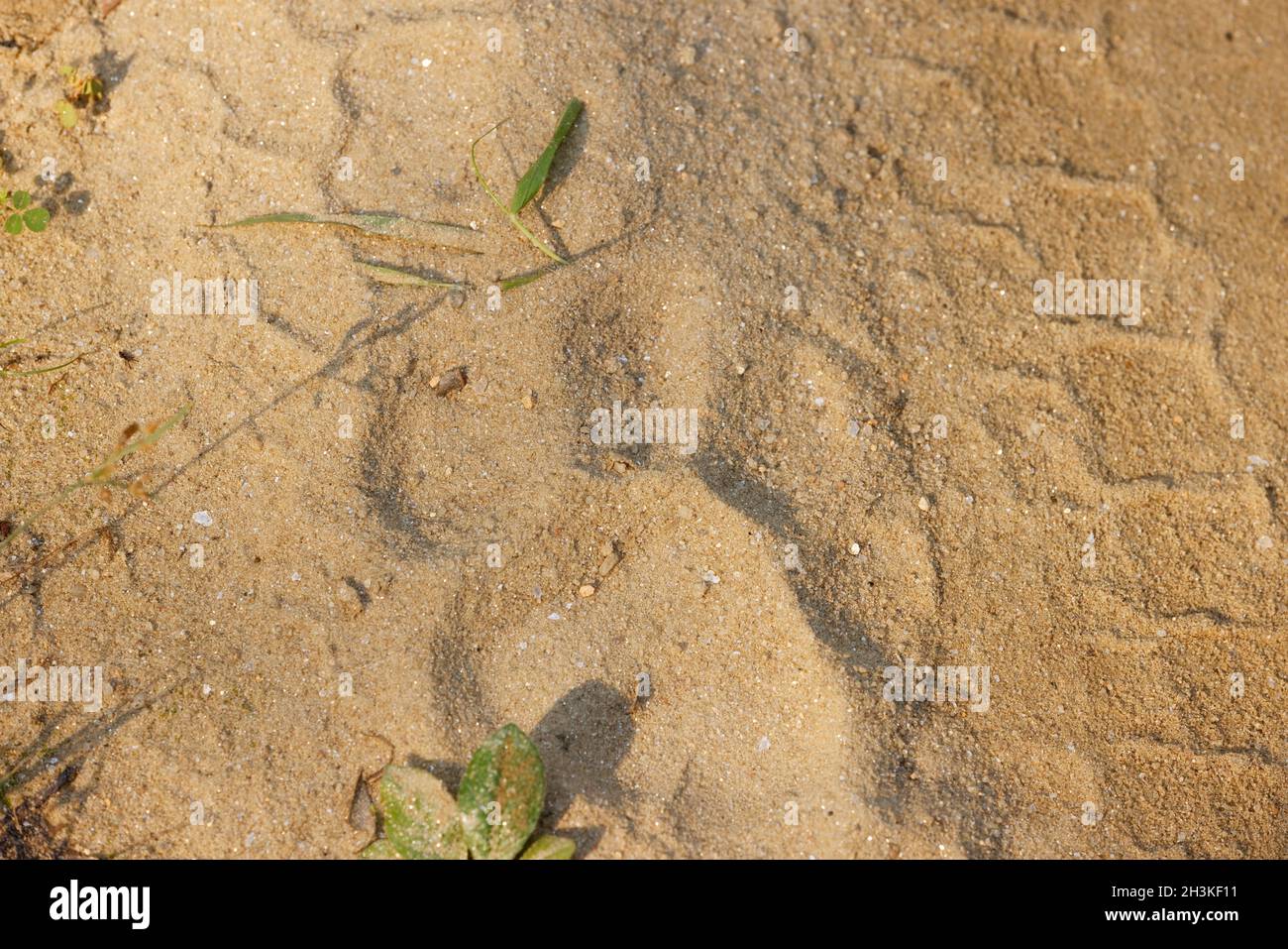 Tiger foot marks used to locate tiger in Kanha National Park, Madhya ...