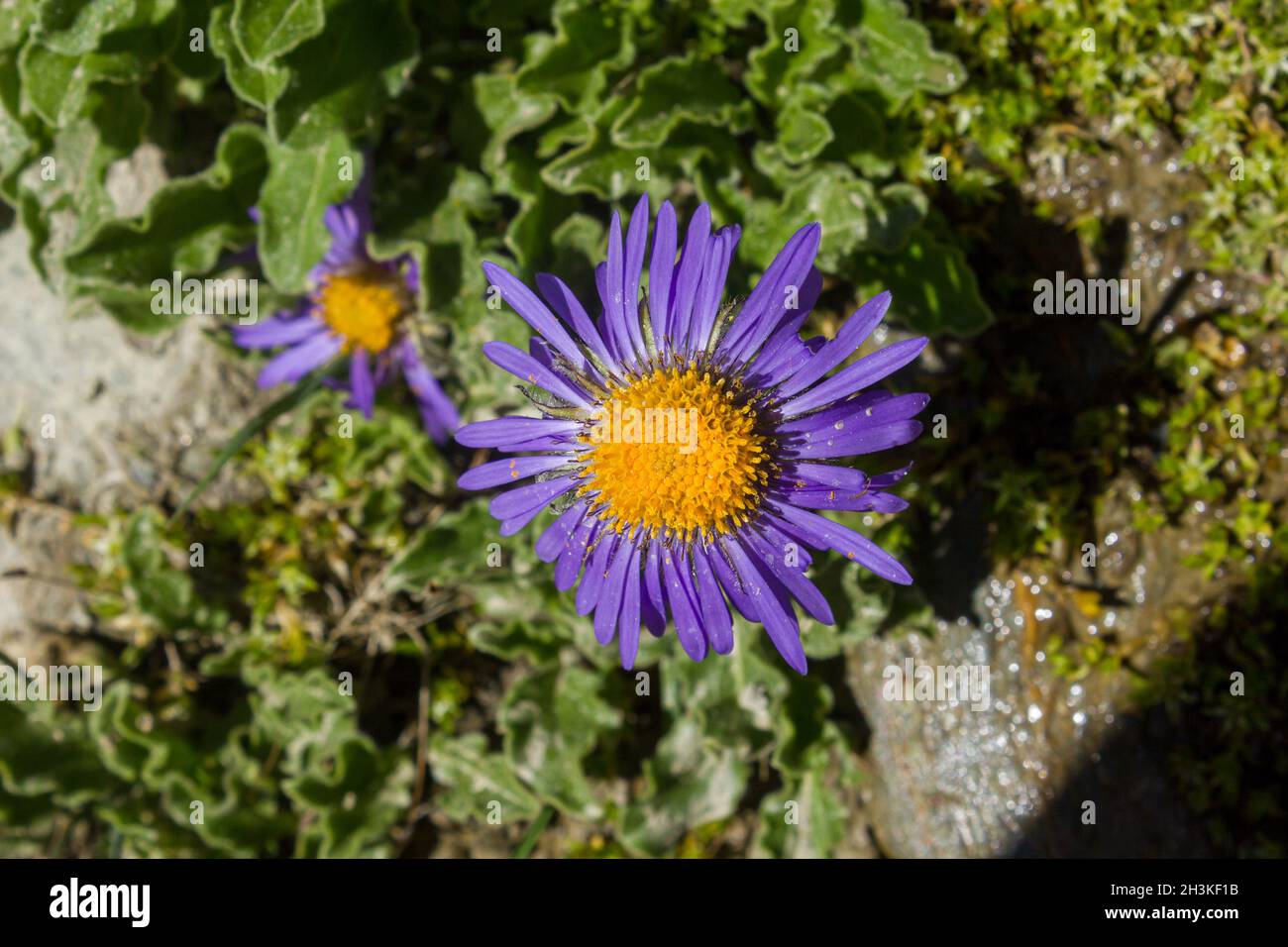 A purple alpine aster flower aka Aster Alpinus Stock Photo - Alamy