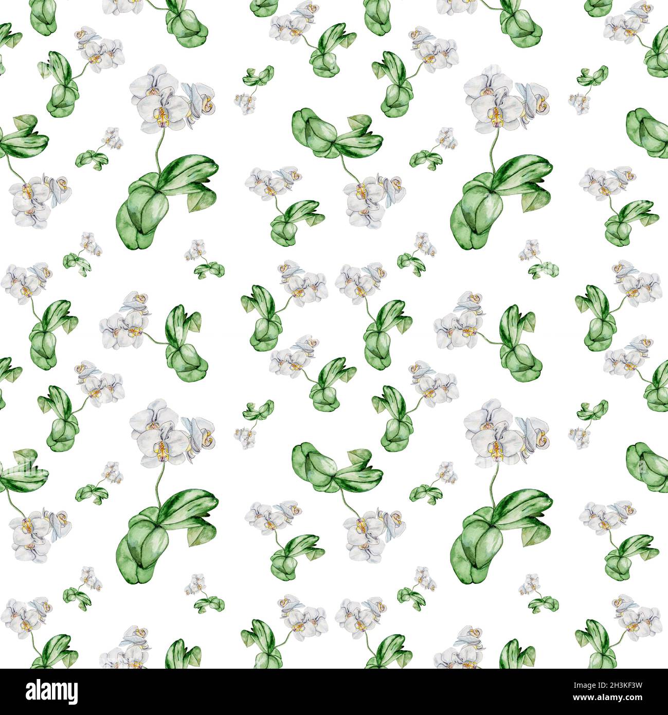 Botanical illustration and orchid hi-res stock photography and images ...