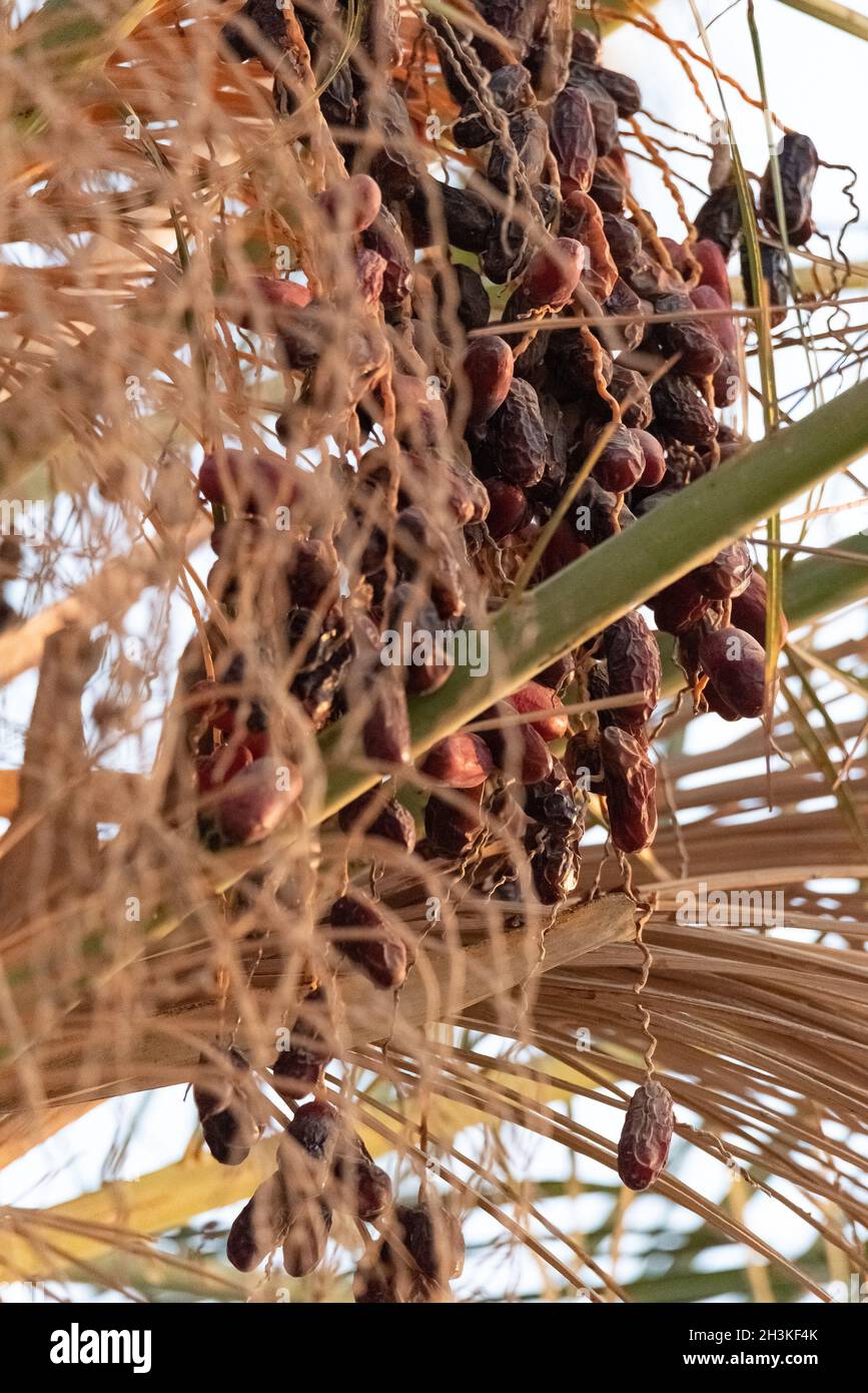 The drying fruit of the Phoenix dactylifera. Ripe dates on a palm tree ...