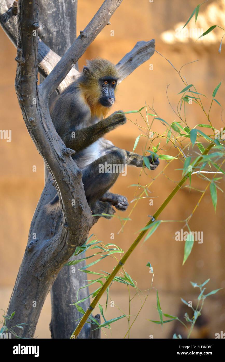 Young mandrill (Mandrillus sphinx) sitting in a tree Stock Photo - Alamy