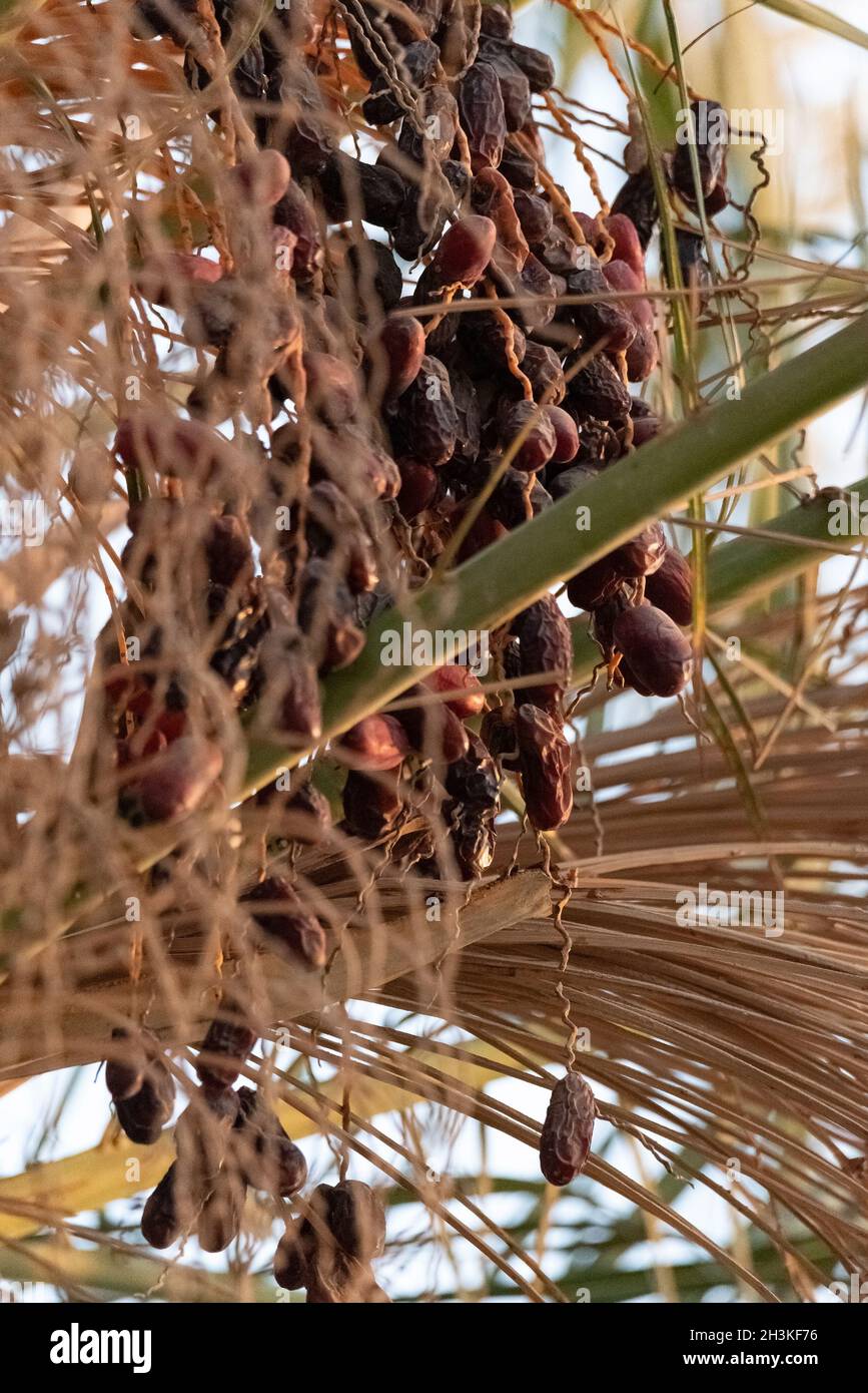 The drying fruit of the Phoenix dactylifera. Ripe dates on a palm tree ...