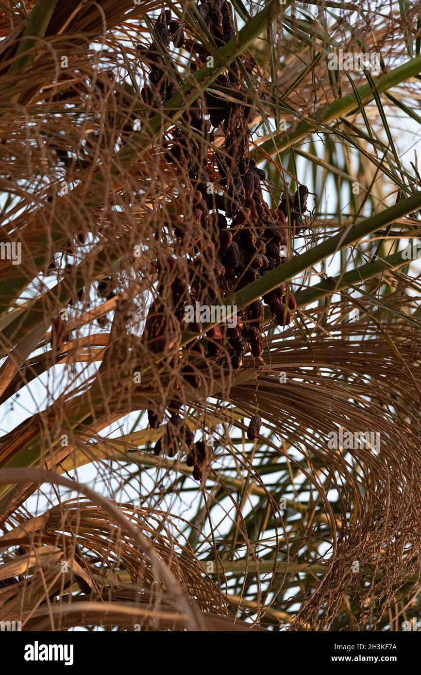 The drying fruit of the Phoenix dactylifera. Ripe dates on a palm tree ...