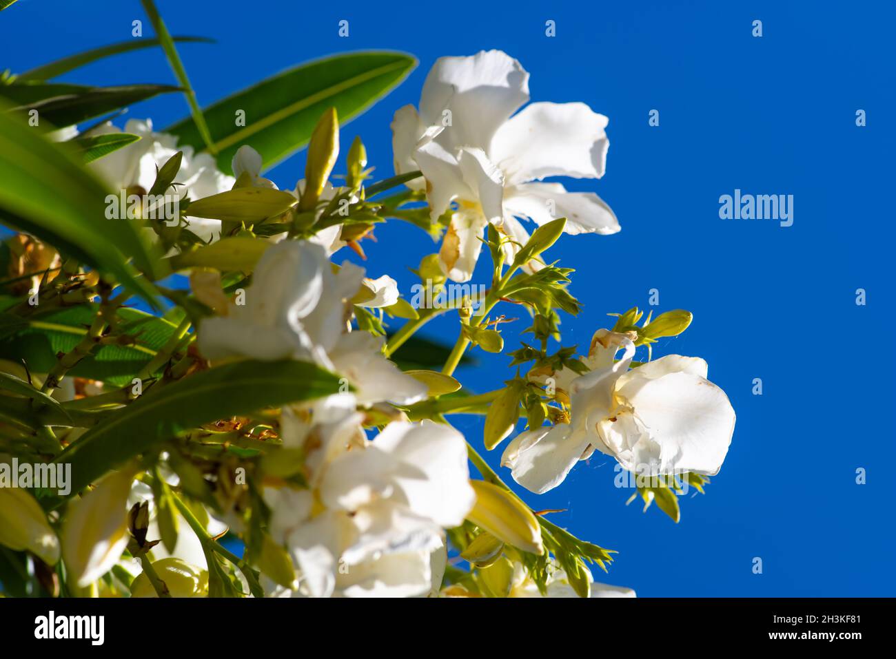 White oleander hi-res stock photography and images - Alamy