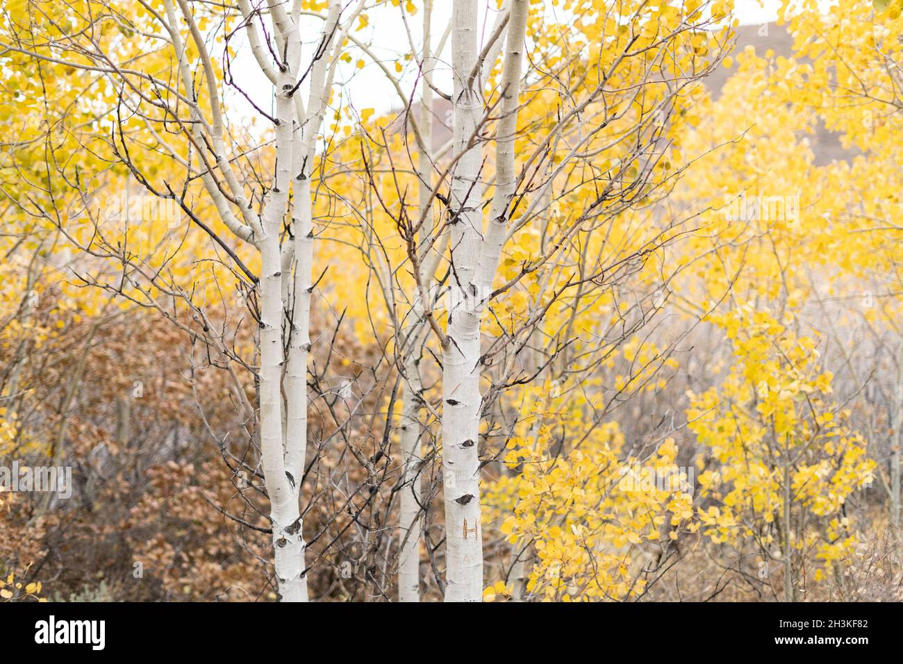Golden aspen trees in the forest during Autumn Stock Photo - Alamy