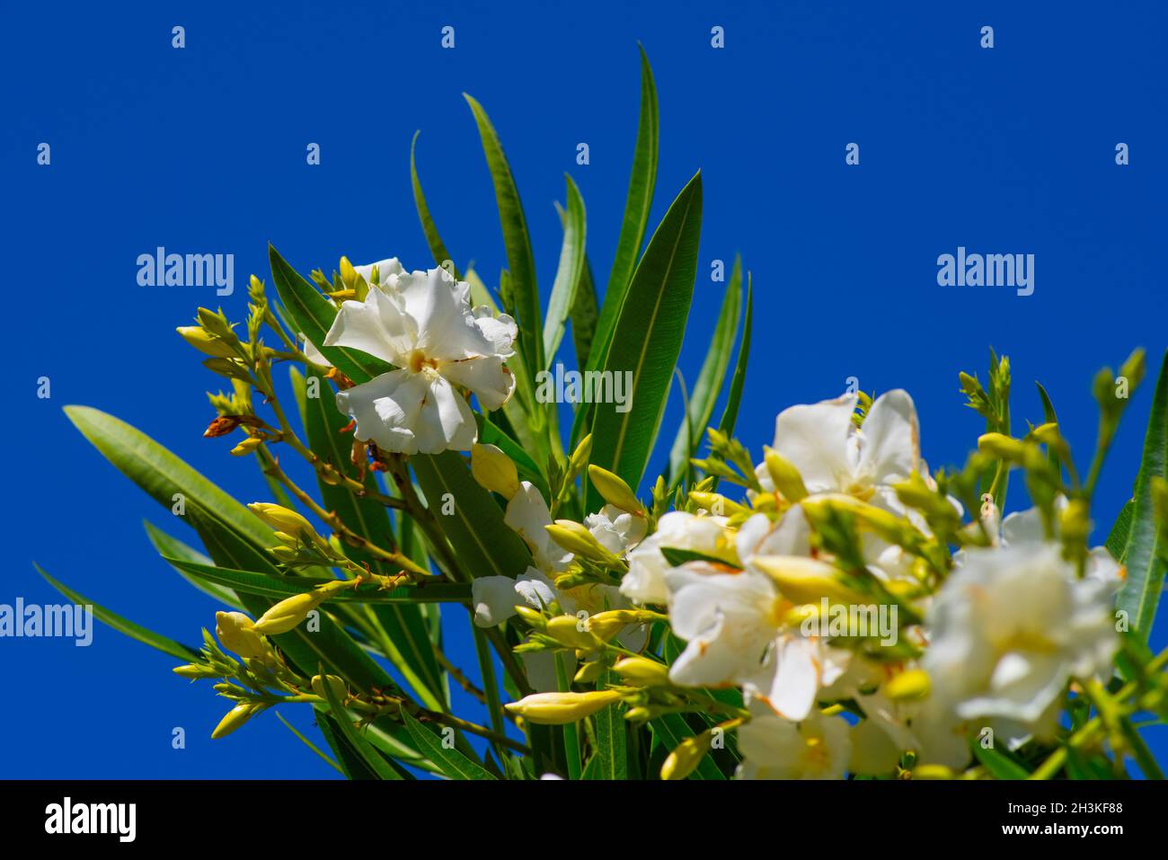 White and blue Stock Photo - Alamy