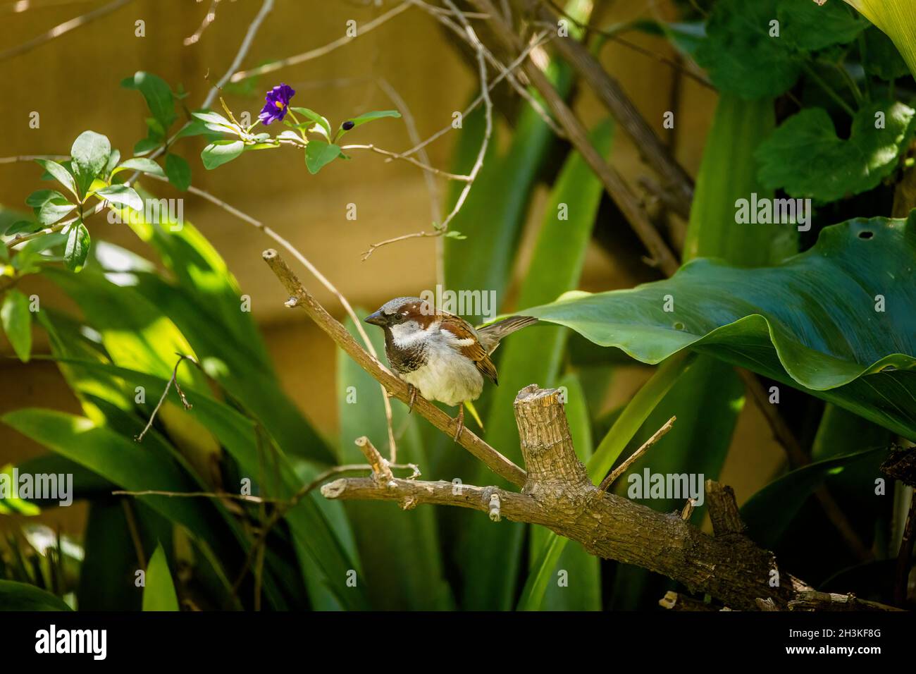 Bird sitting on tree branch Stock Photo - Alamy
