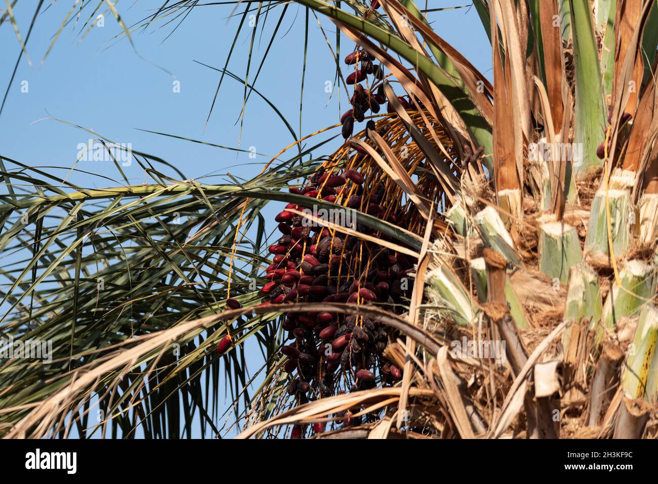 The drying fruit of the Phoenix dactylifera. Ripe dates on a palm tree ...