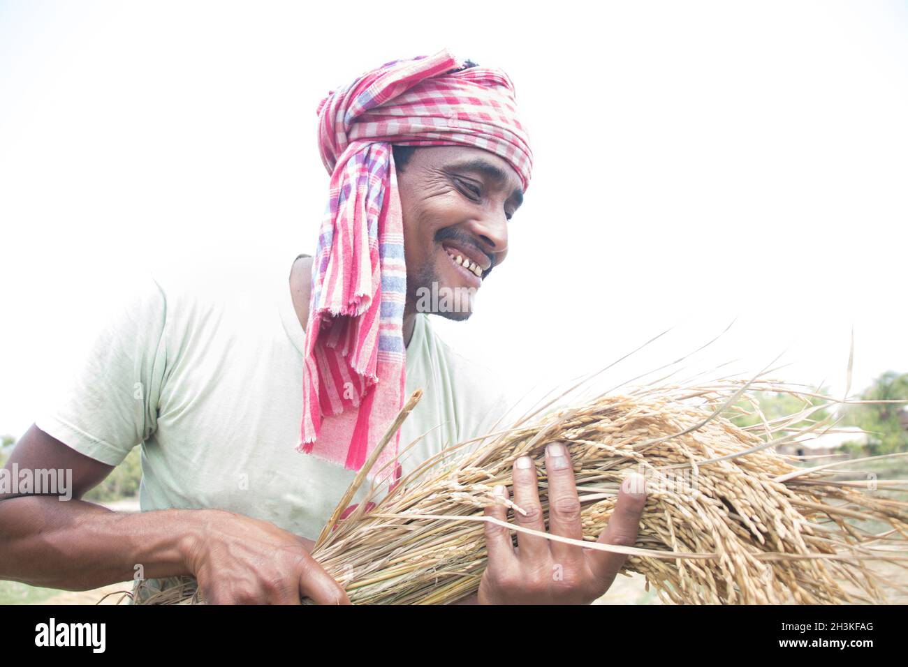 Indian Farmer Holding Rice Grain standing on his agriculture field ...