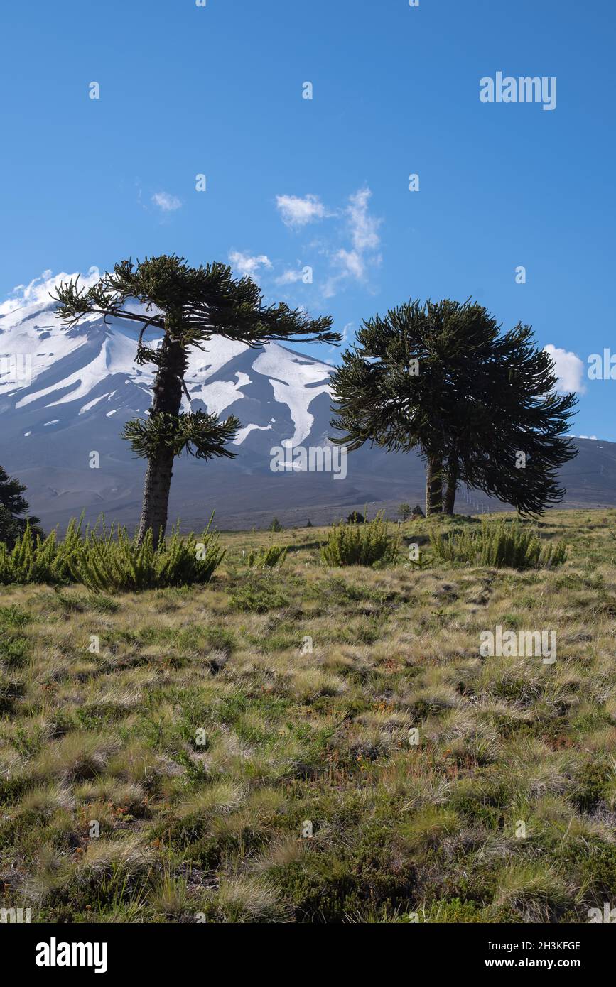 Beautiful nature in chile Stock Photo - Alamy