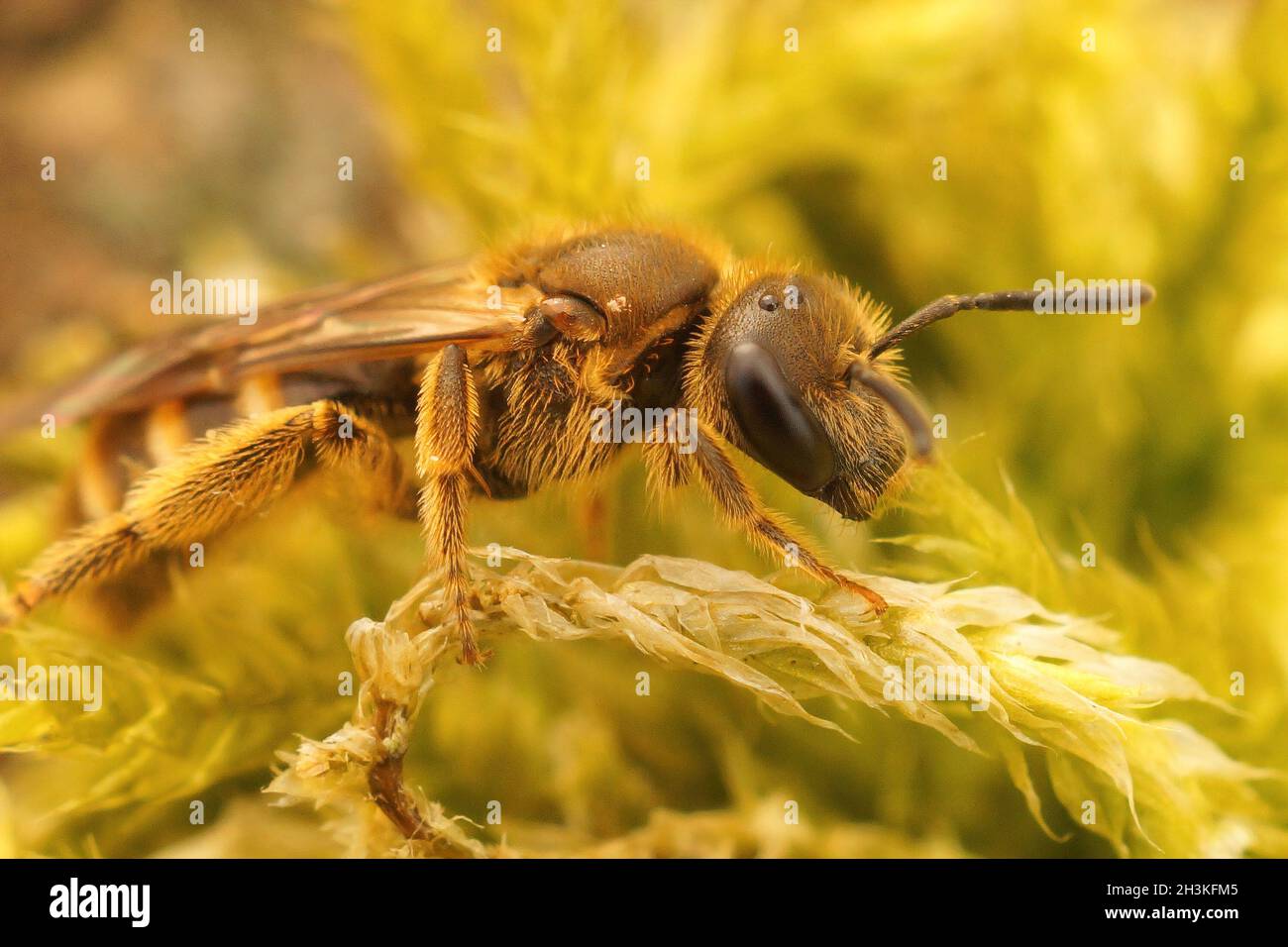 Halictus species hi-res stock photography and images - Alamy