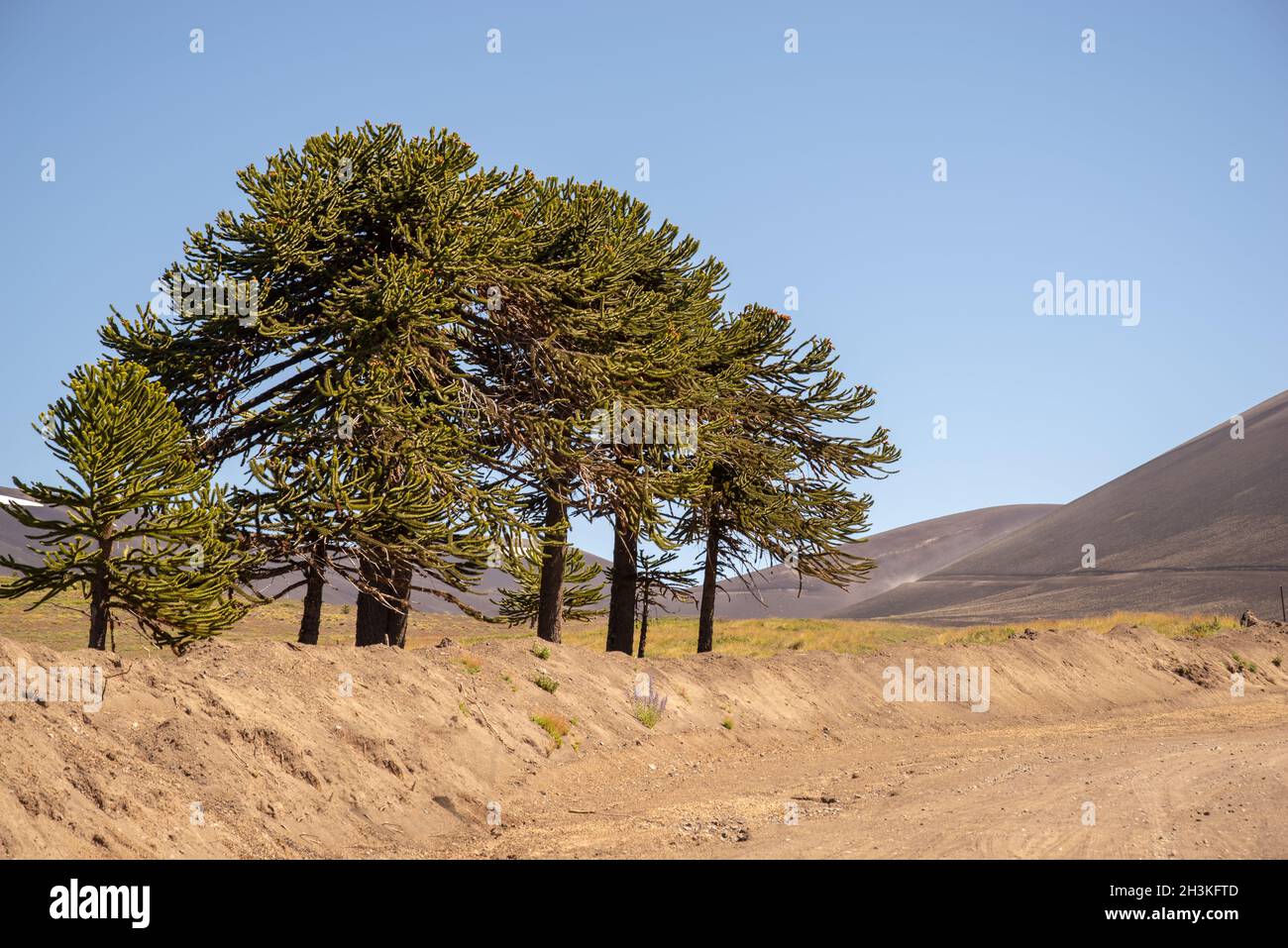 Green trees in the desert in Chile Stock Photo - Alamy