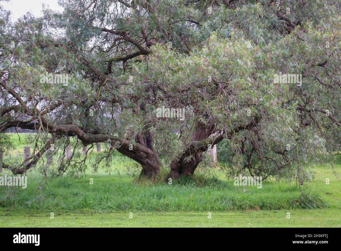 Australian pepper tree hi-res stock photography and images - Alamy