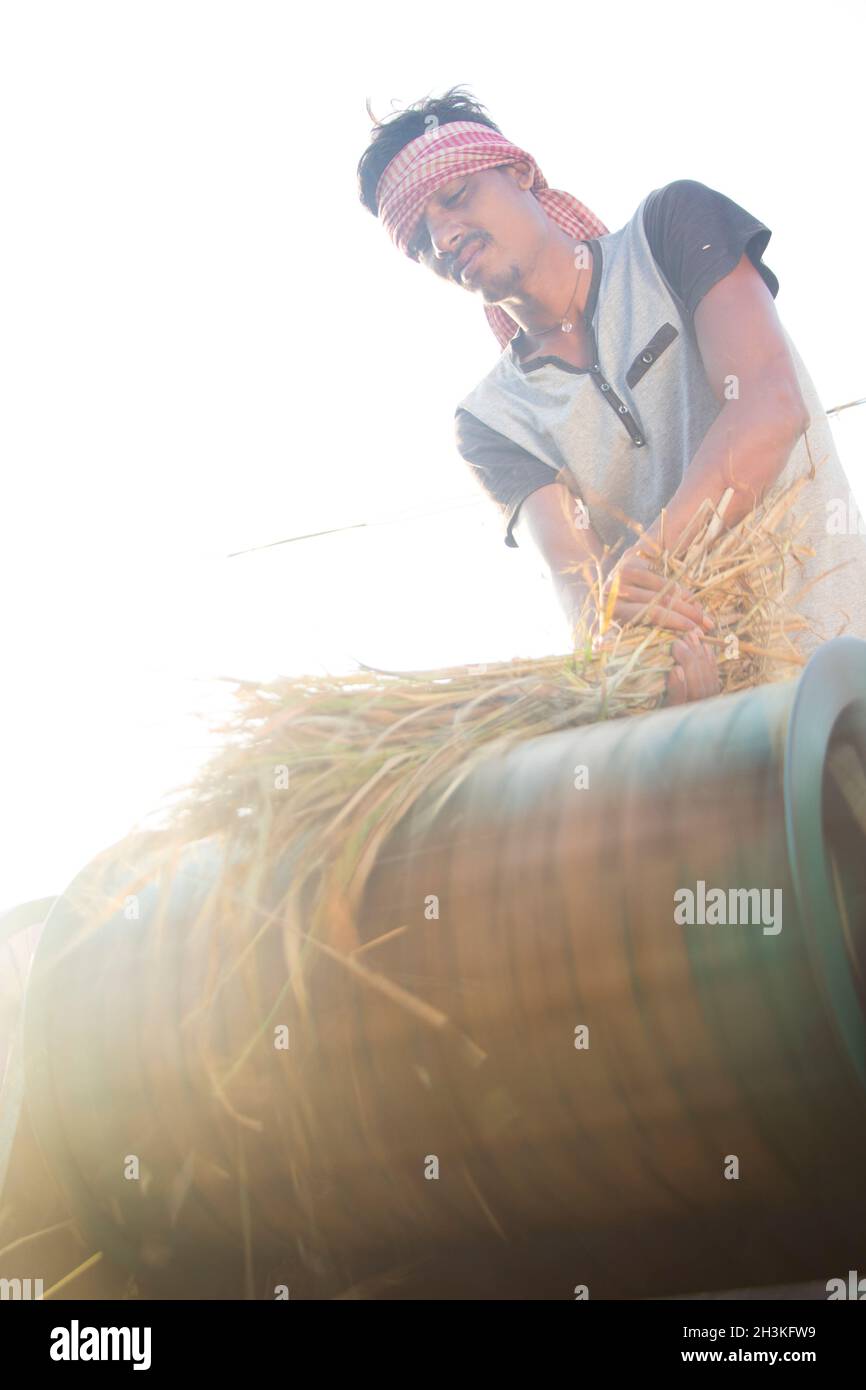 Indian farmer harvesting the rice crop, separating the grain from the ...