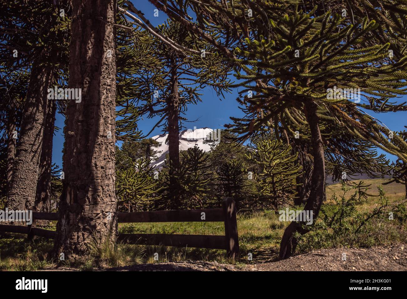 Forest and mountains in Chile Stock Photo - Alamy
