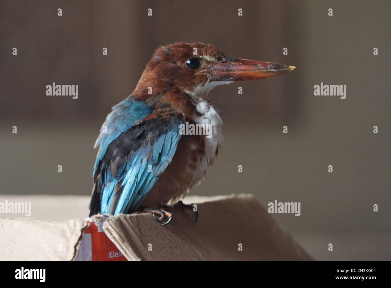 Closeup shot of a cute hummingbird with beautiful blue colors Stock ...