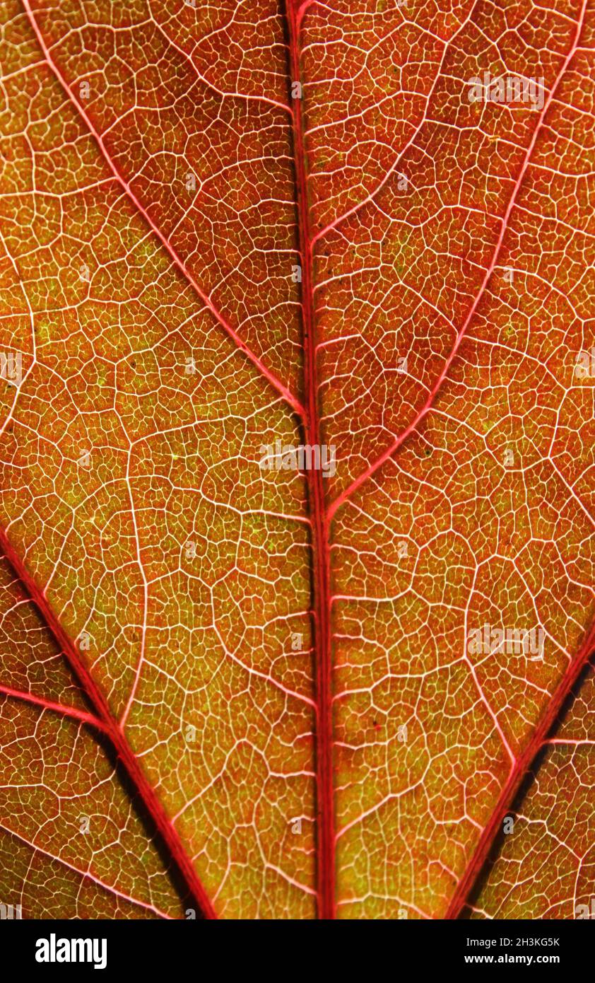 Translucent transparent hi-res stock photography and images - Alamy