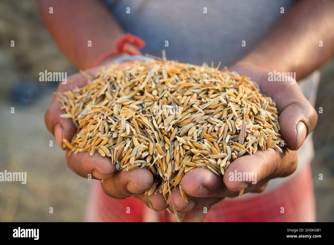 Indian Farmer Working in the Rice Field Located in Rural India Stock ...