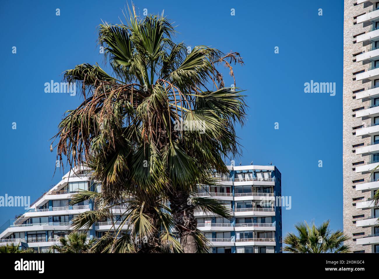 Modern architecture and palm trees Stock Photo - Alamy