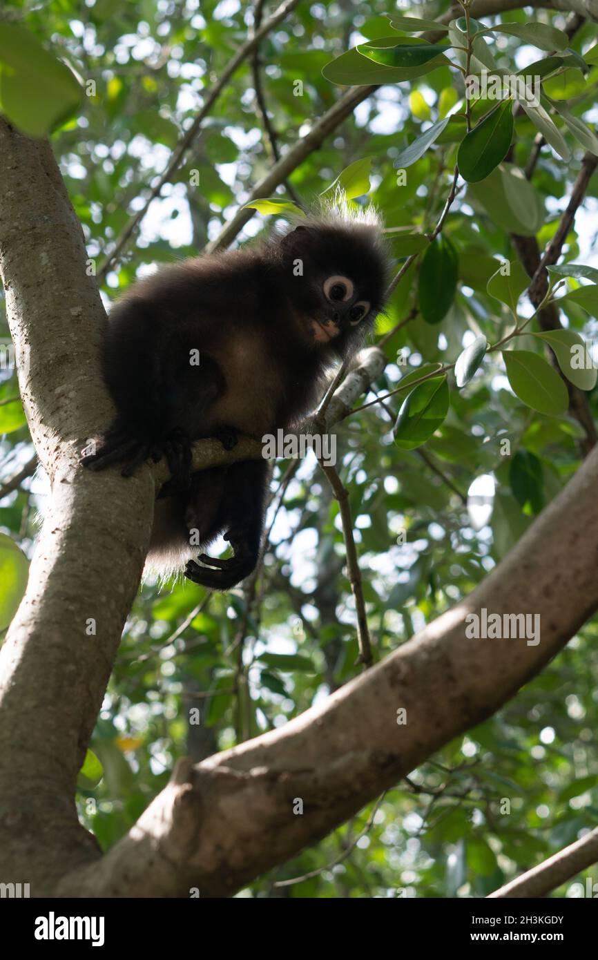 Little monkey with big monkey hi-res stock photography and images - Alamy