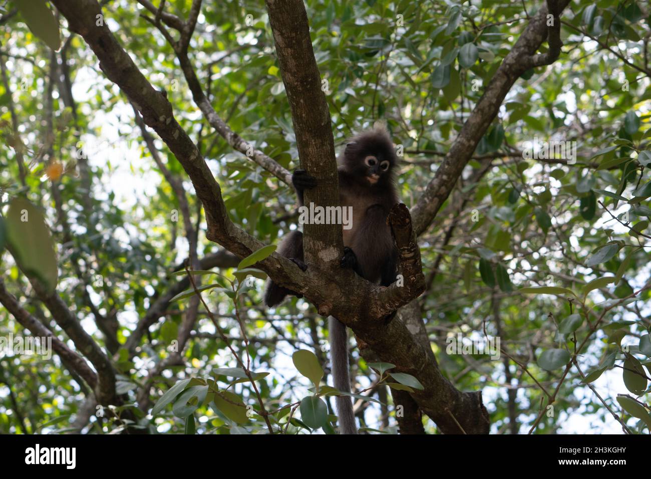 Little monkey with big monkey hi-res stock photography and images - Alamy