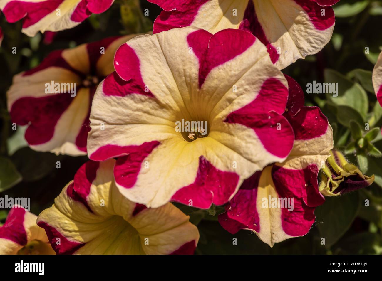 Beautiful flower in red and yellow colours Stock Photo - Alamy