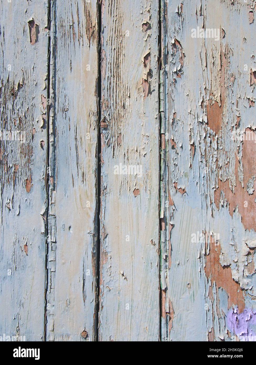 Layered flaking faded blue old peeling paint on grainy rough timber ...