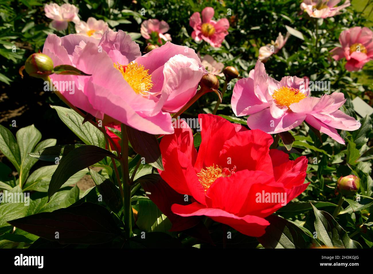 Garden red peonies hi-res stock photography and images - Alamy