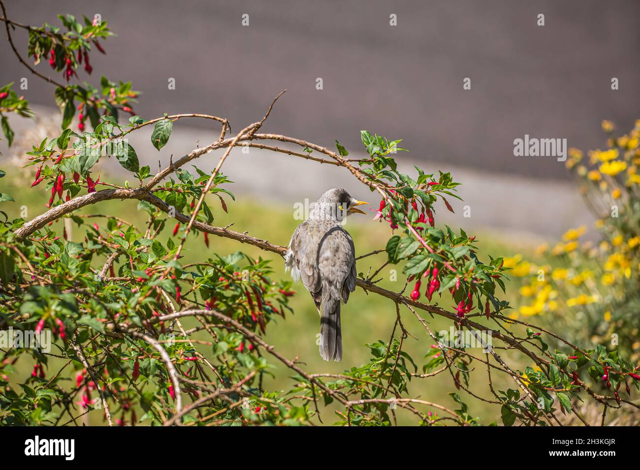 Bird sitting on tree branch Stock Photo - Alamy