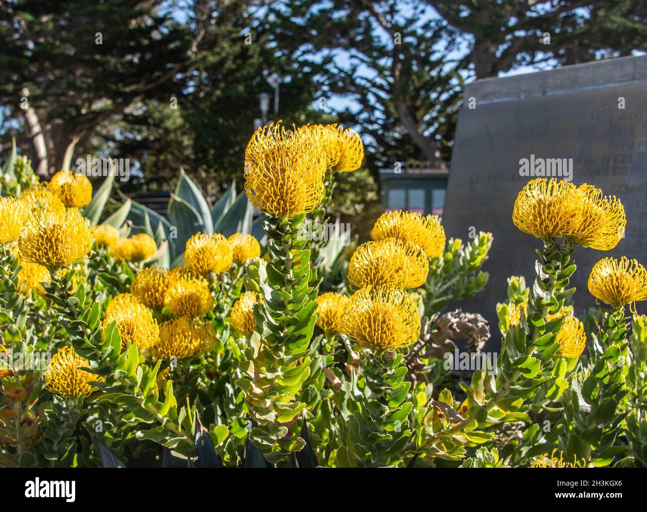 Yellow protea flowers, botanical garden, San Francisco, California ...