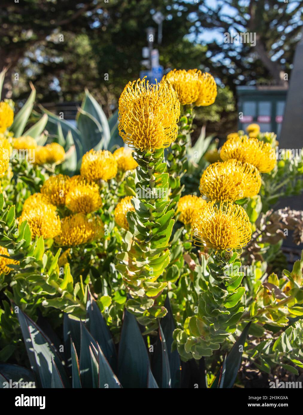 Yellow protea flowers, botanical garden, San Francisco, California ...