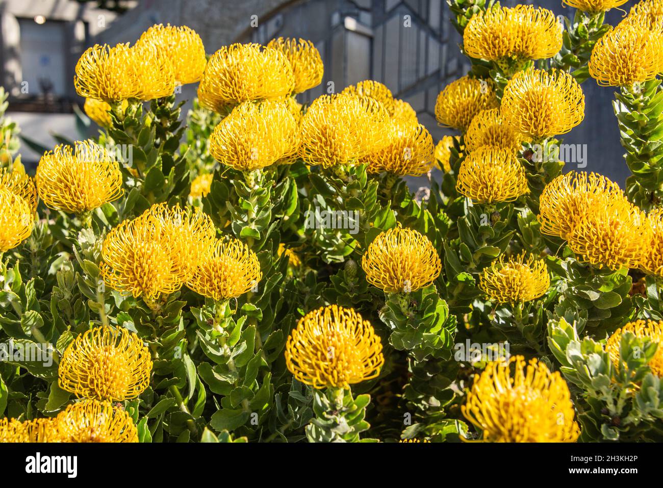 Yellow protea flowers, botanical garden, San Francisco, California ...