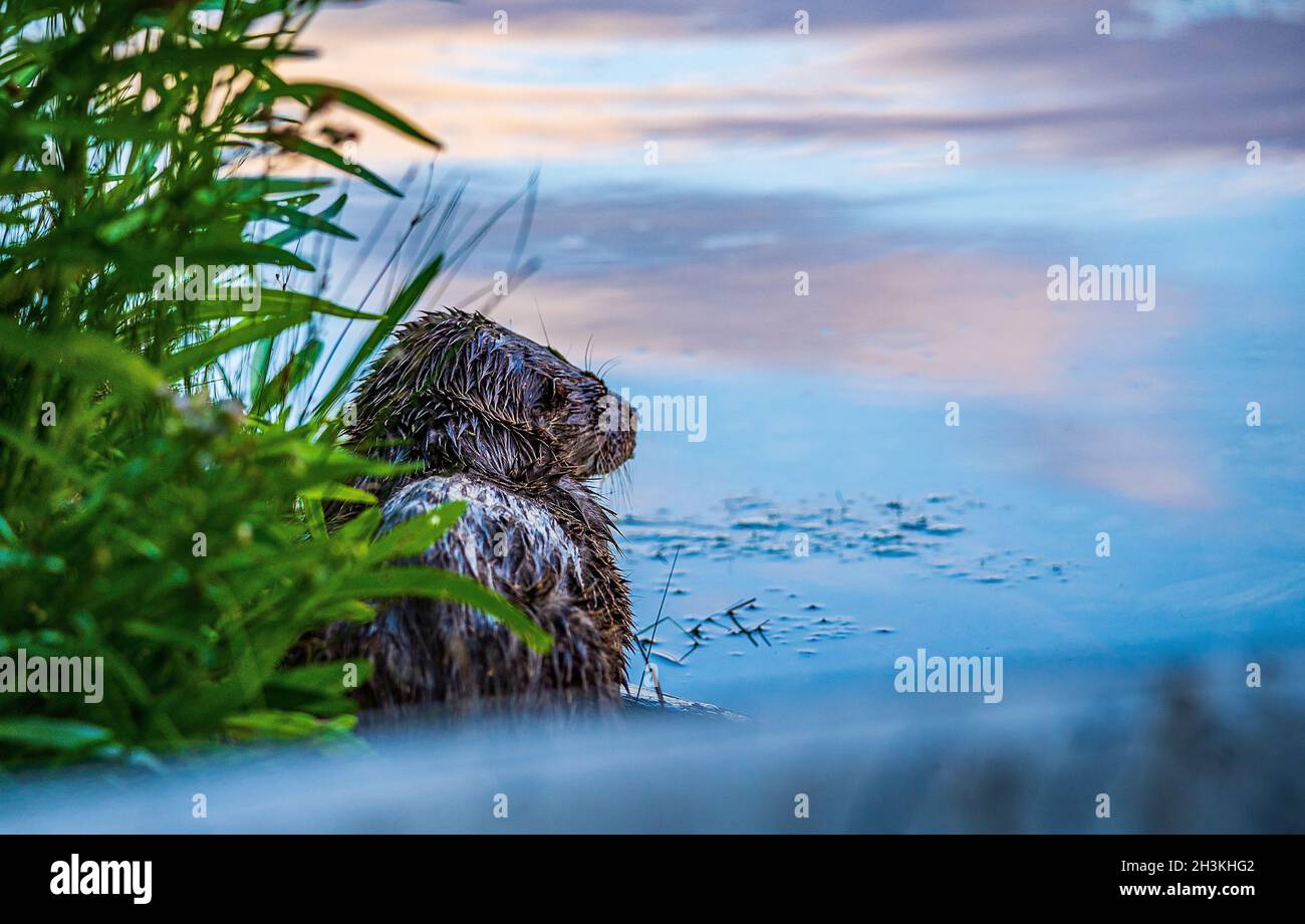 Lakeside otter hi-res stock photography and images - Alamy
