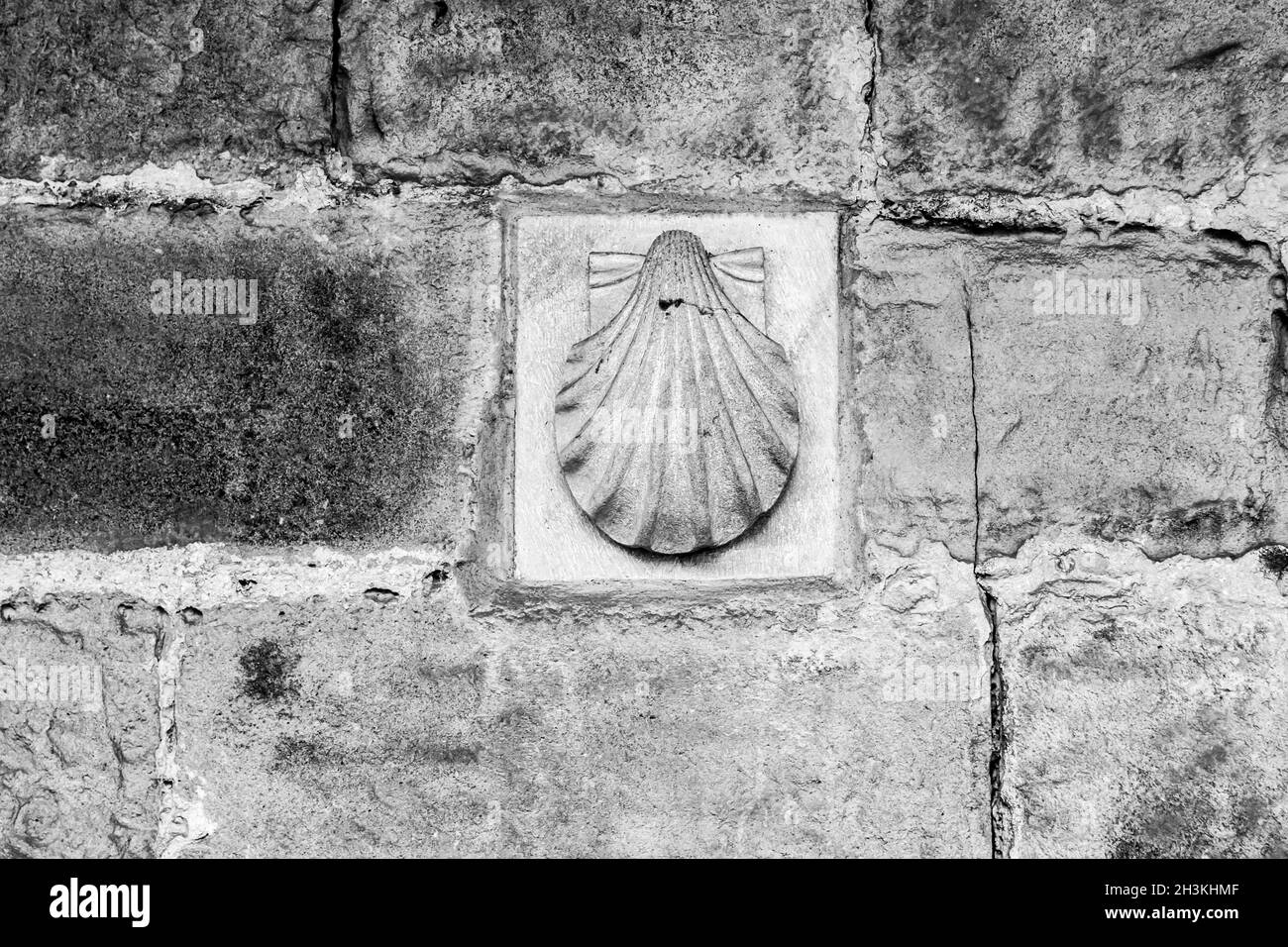 Closeup shot of the scallop shell of the pilgrims of Compostela in ...