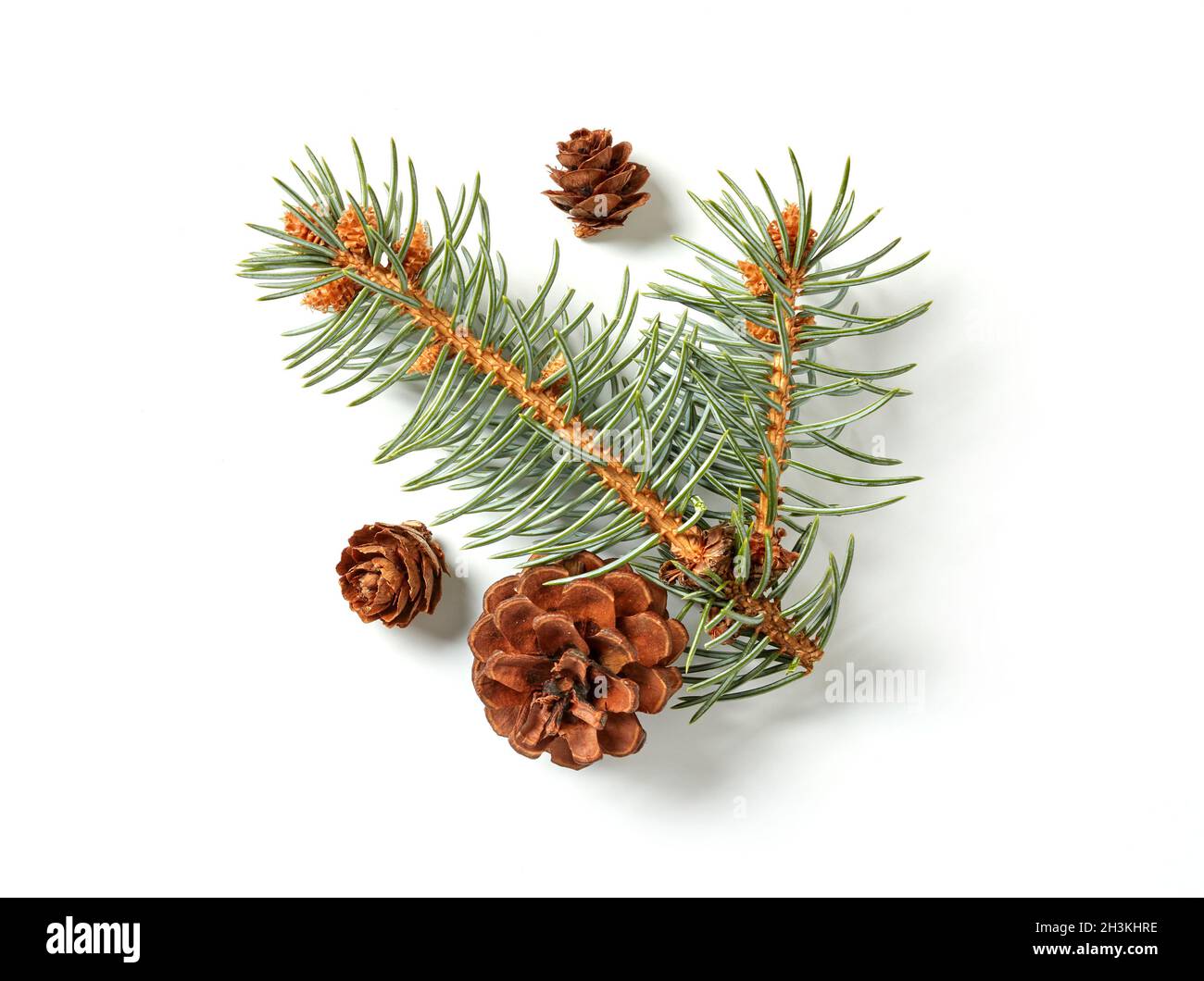 Fir tree branch isolated on white Stock Photo - Alamy