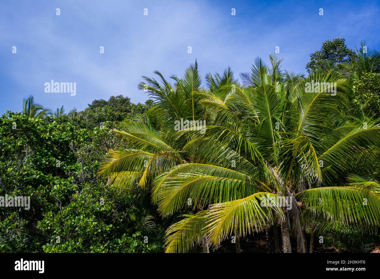 Aerial view tropical trees hi-res stock photography and images - Alamy